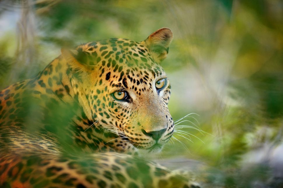 Remembering Leopards reveals results of conservation photo competition ...