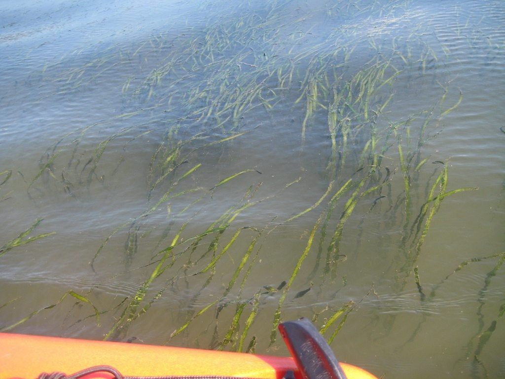 Wild Celery Plant Information - Is Growing Wild Celery In Gardens ...