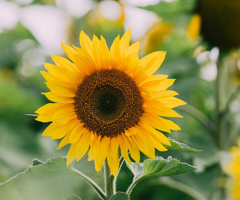 The Fastest-Growing Flowers to Plant in April | Homes and Gardens
