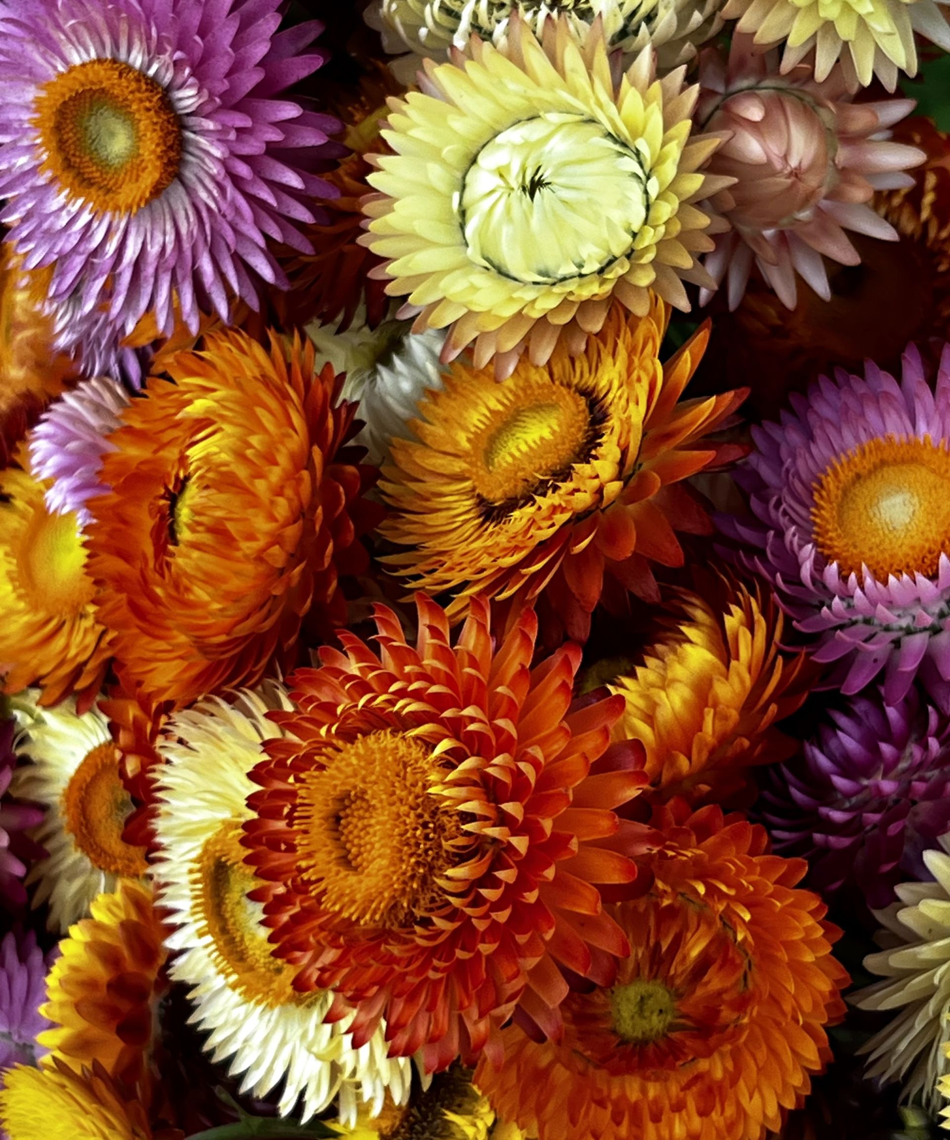 How to dry strawflowers - my tried and tested methods | Homes and Gardens