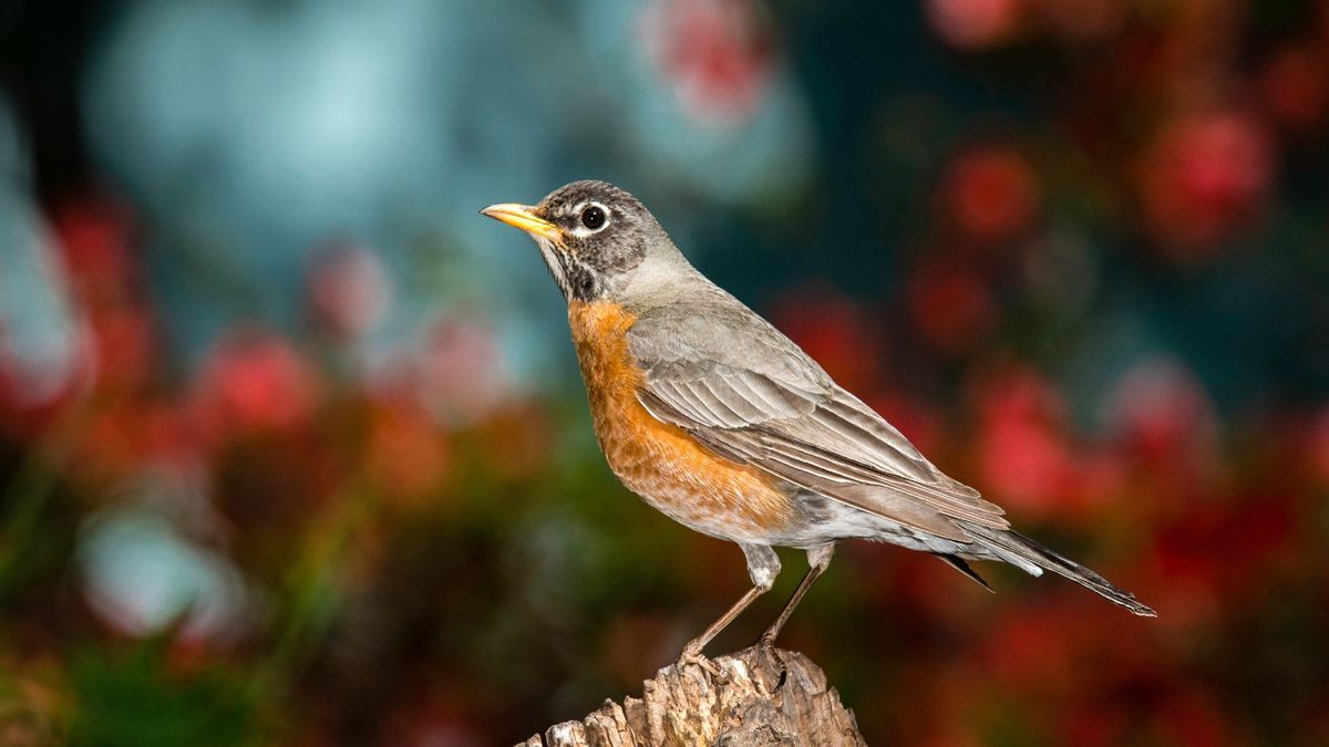 32 types of birds you might see in your backyard | PetsRadar