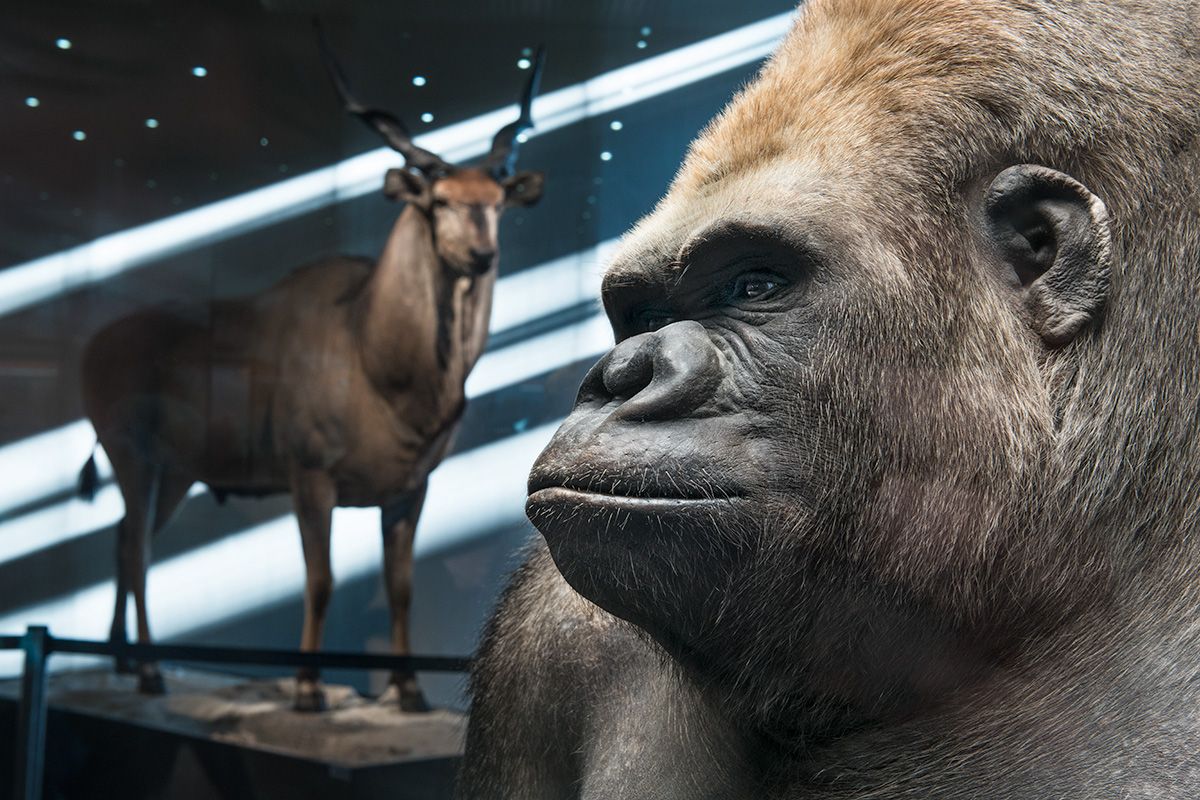In Photos: Animal Taxidermies Are Uncannily Lifelike | Live Science