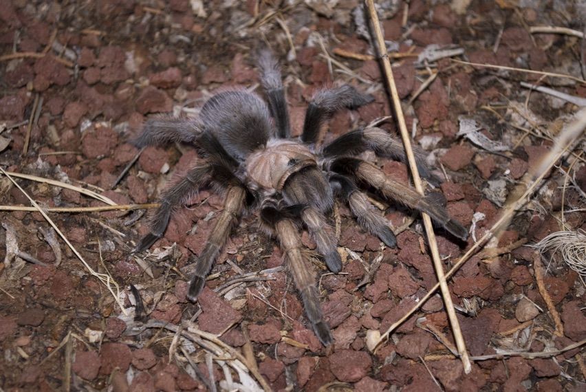 Desert Tarantulas: Photos of the Amazing Arachnids of the Sonoran ...