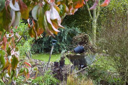 How to move a tree: top tips for replanting trees and shrubs | Gardeningetc