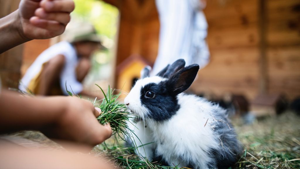 32 Things To Consider Before Getting A Rabbit Petsradar