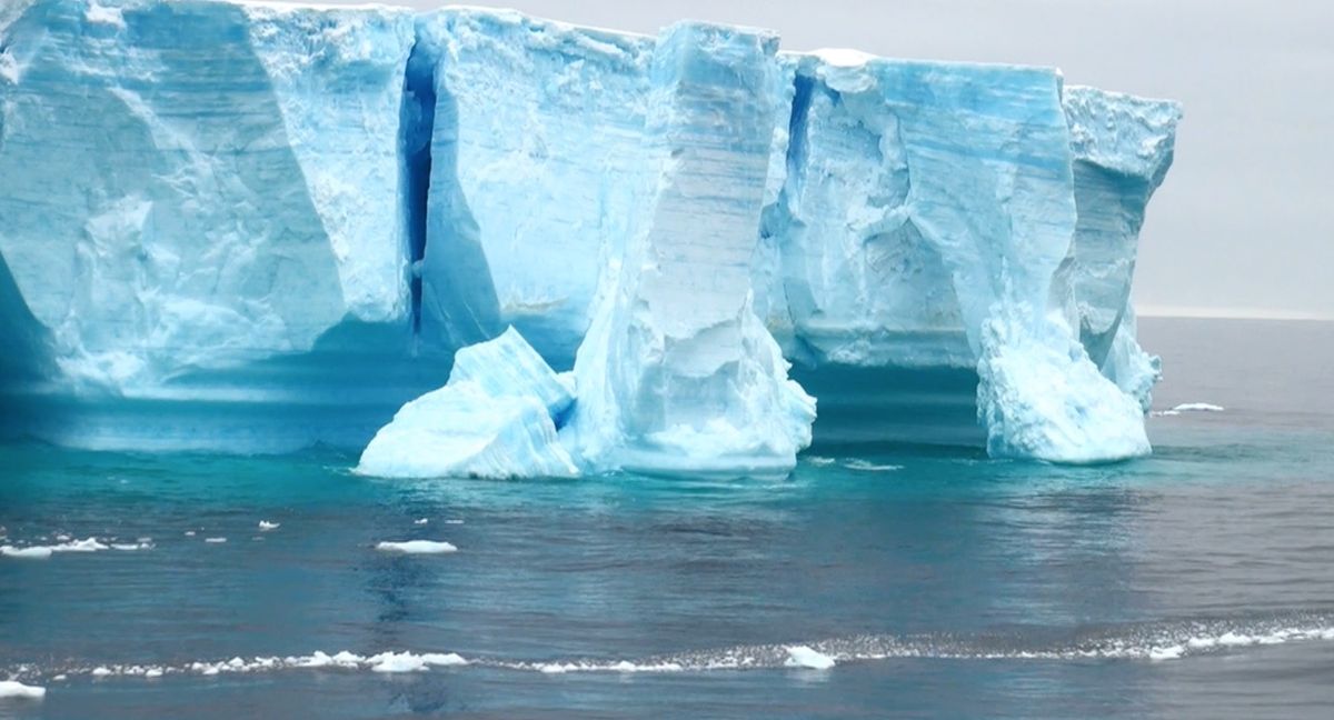 Images of a Primeval Underwater Forest Revealed: Page 2 | Live Science