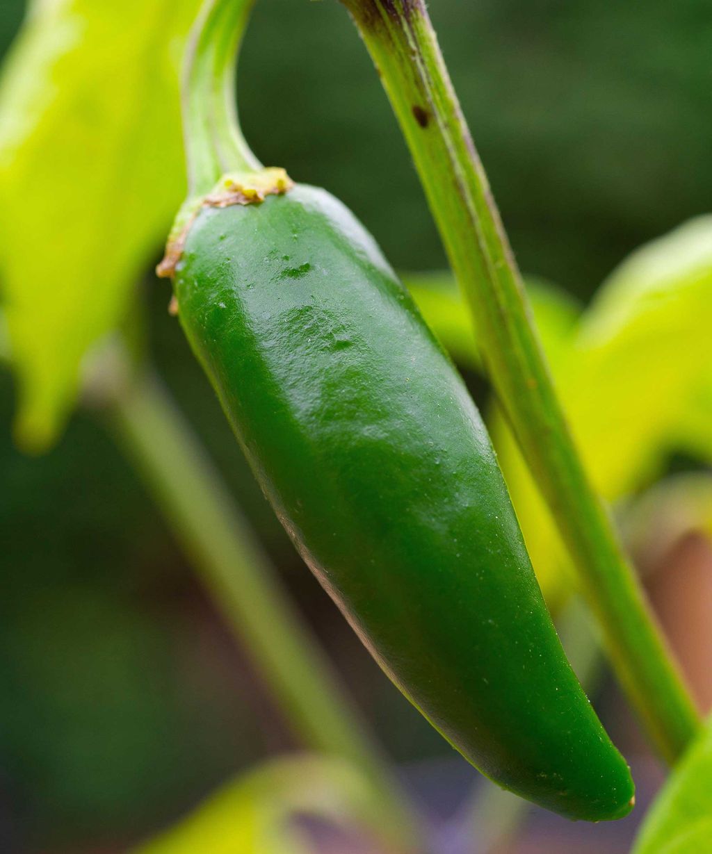 Types of chili peppers: the 10 best varieties to grow | Homes and Gardens