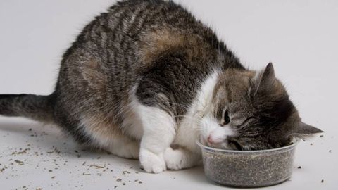 What is cat grass and how is it used? Benefits, drawbacks and effects ...