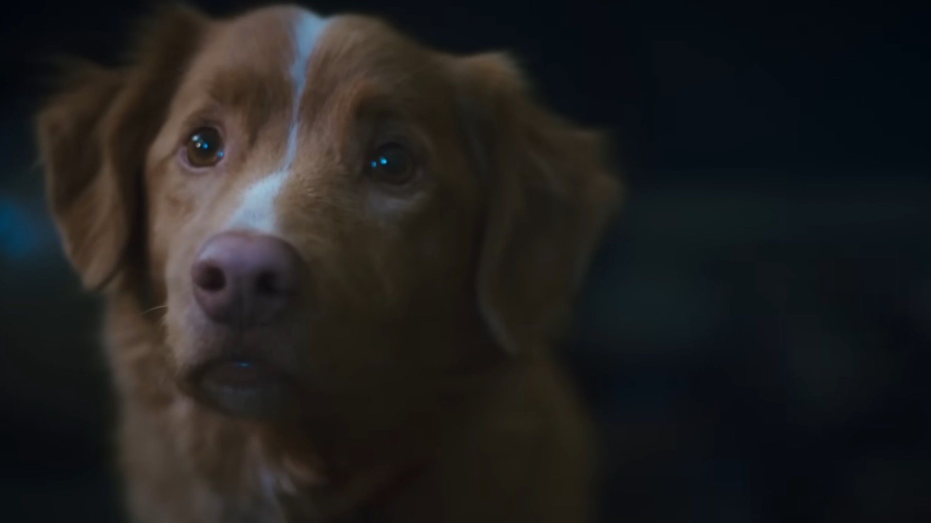 It's pooch vs poltergeist in the first trailer for unique new horror ...