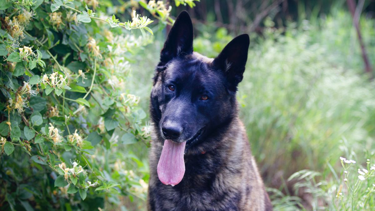 32 things to know about Dutch shepherd dogs | PetsRadar