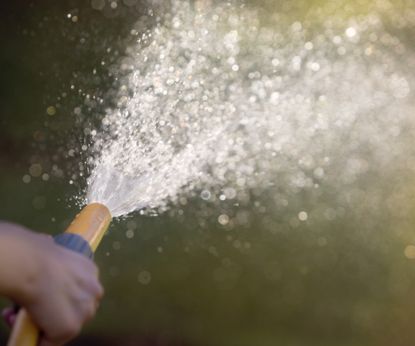 Deep watering: how to have strong, healthy plants | Homes and Gardens