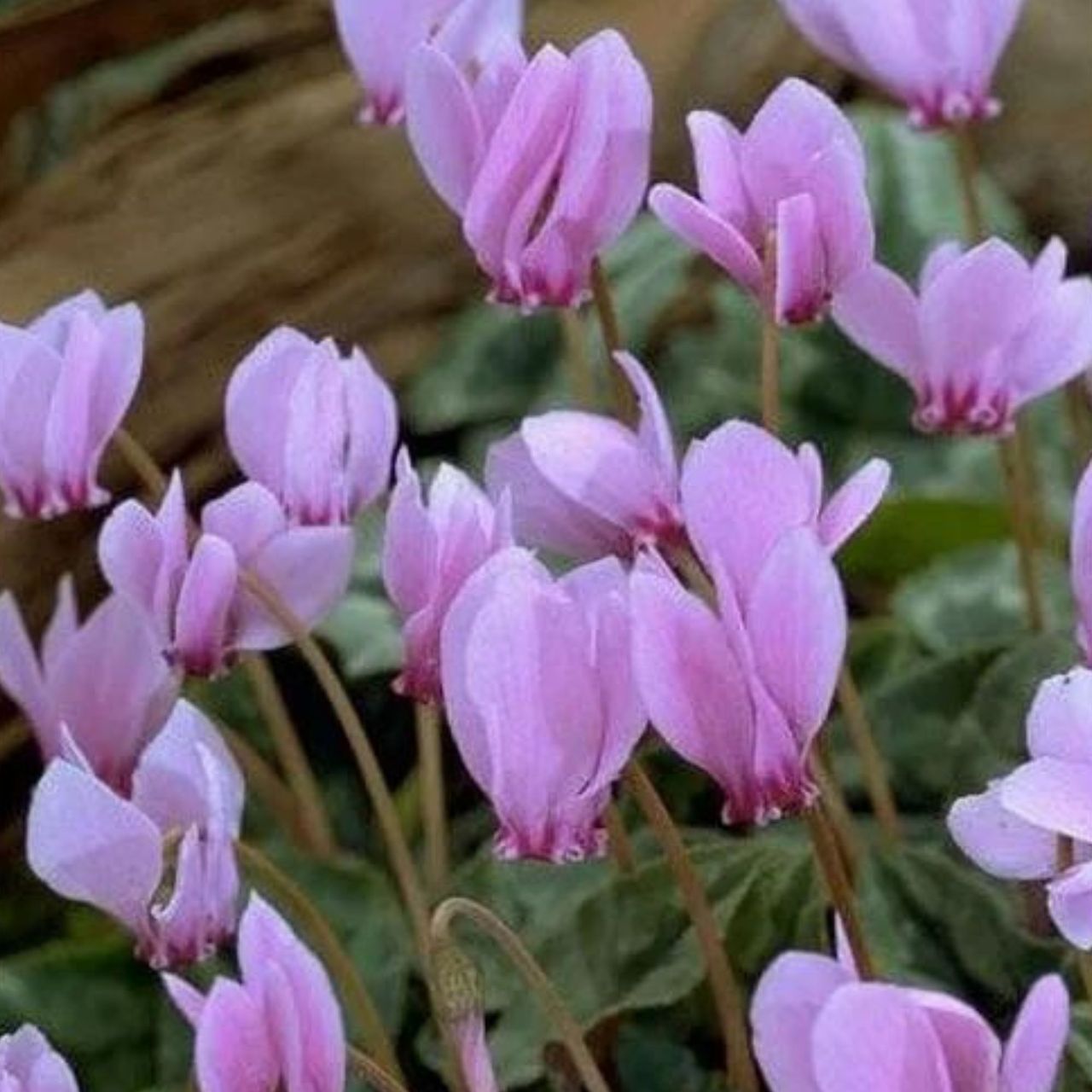 Best flower bulbs for shady backyards | Livingetc