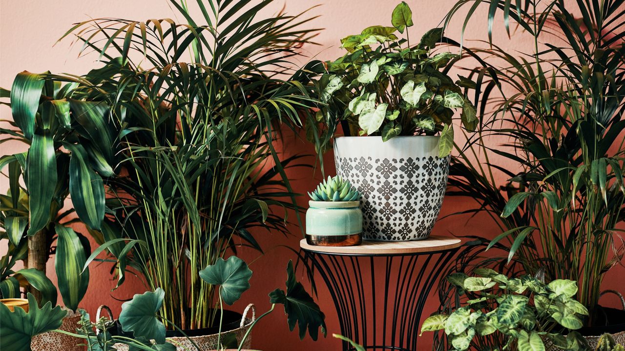 Should You Really Move Houseplants Outdoors In Summer? Learn The Truth ...