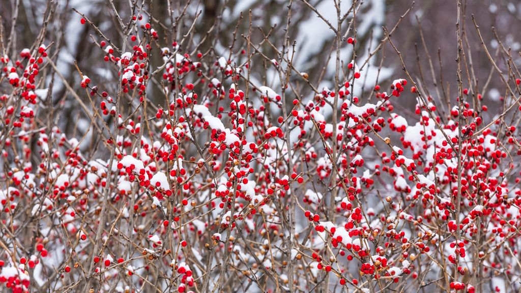 Birth month berries: All 12, plus expert growing tips | Homes and Gardens