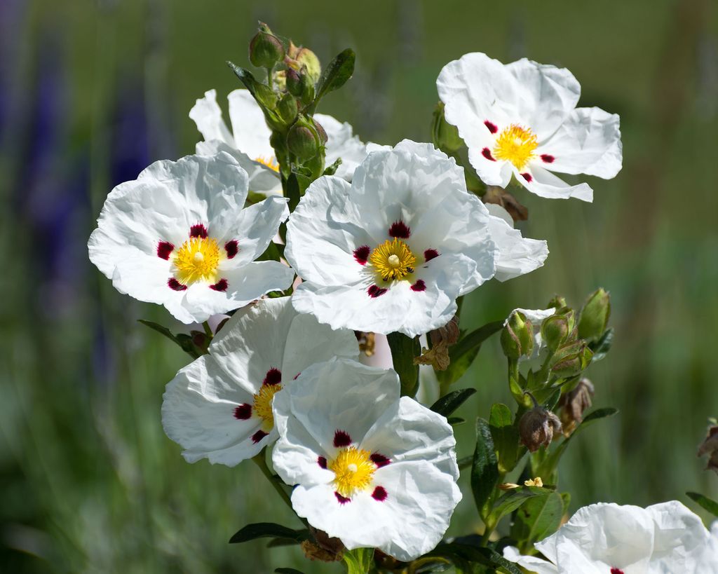 Cistus varieties: 11 sunroses to brighten your plot | Homes and Gardens