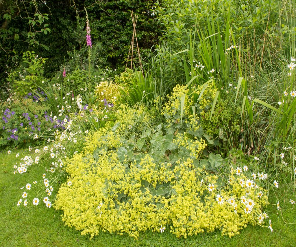 How to protect plants from heavy rain: expert advice | Homes and Gardens