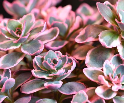 Fire-resistant plants: 8 varieties that can withstand heat | Homes and ...