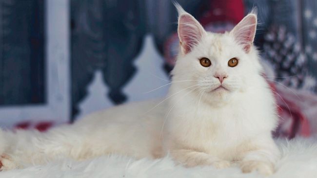 15 white cat breeds that will melt your heart | PetsRadar