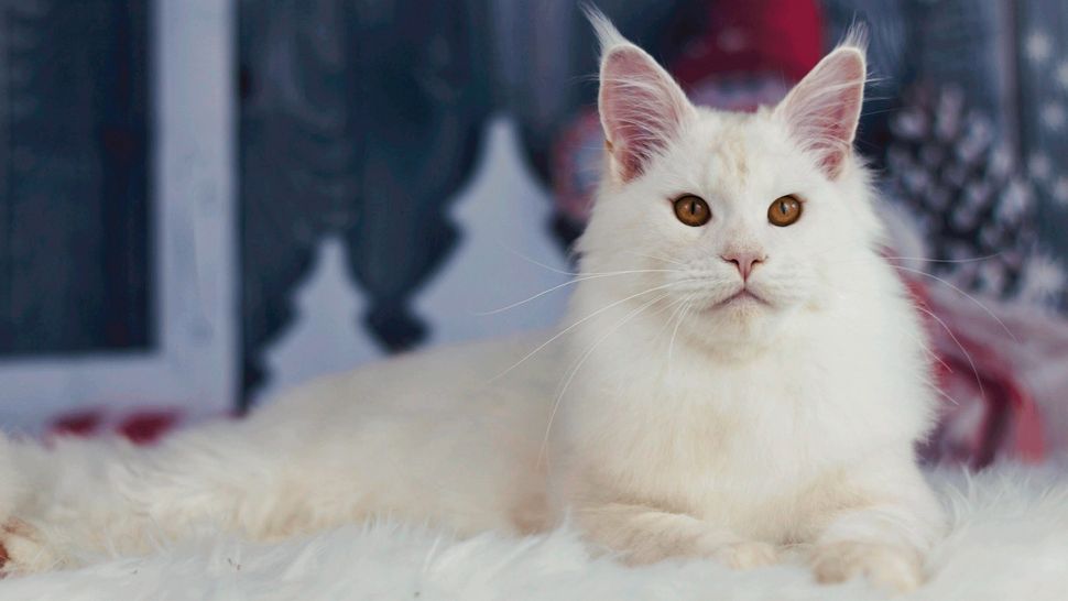 15 white cat breeds that will melt your heart | PetsRadar