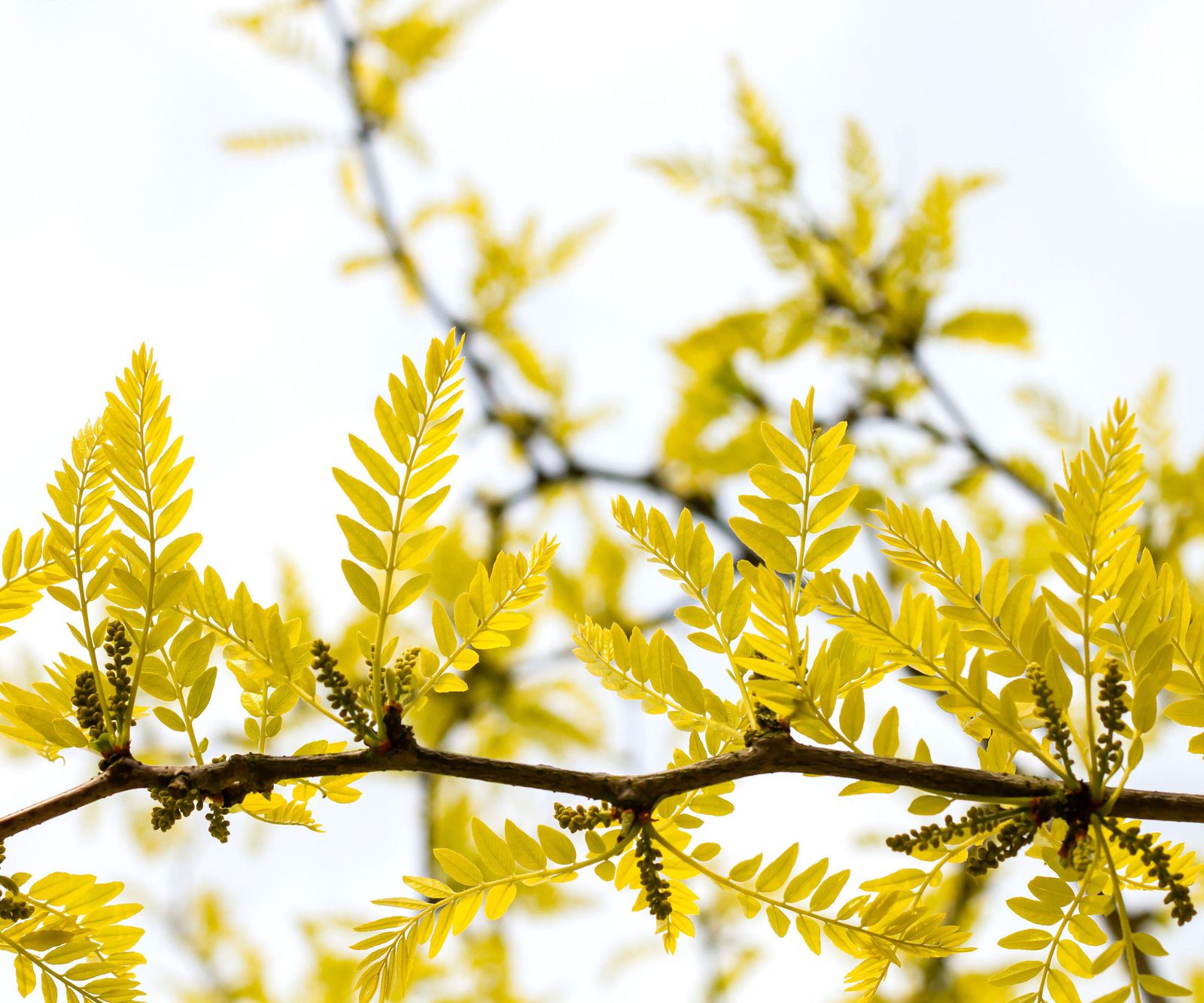 7 of the best trees for climate change | Homes and Gardens