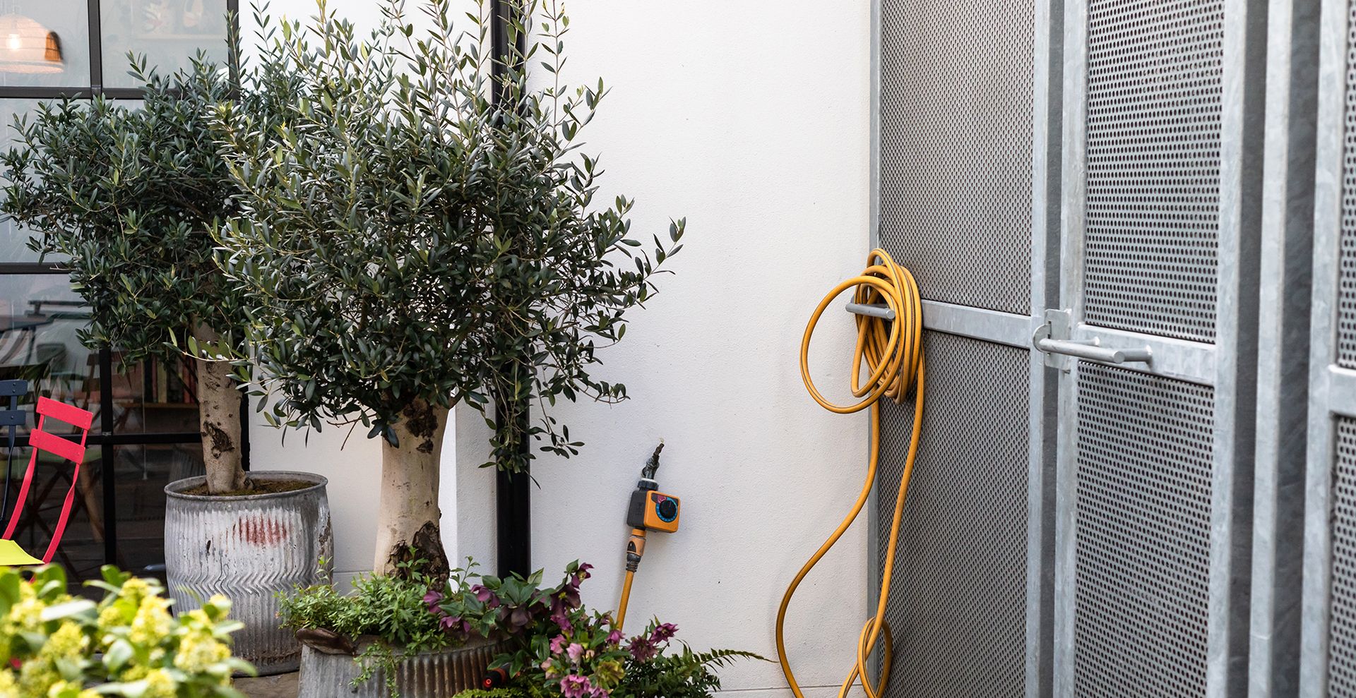 How to overwinter olive trees: an expert guide on protection | Woman & Home