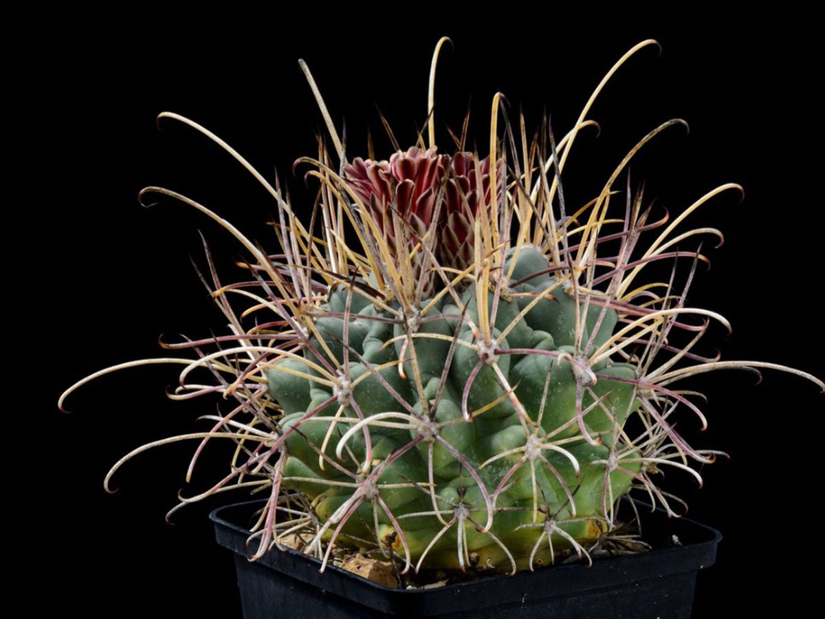 What Is A Cat Claw Plant: How To Care For Cat Claw Cactus | Gardening ...