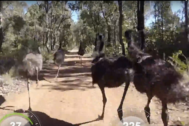 Watch: Cyclist drafts behind emus while riding in Australia | Cycling ...