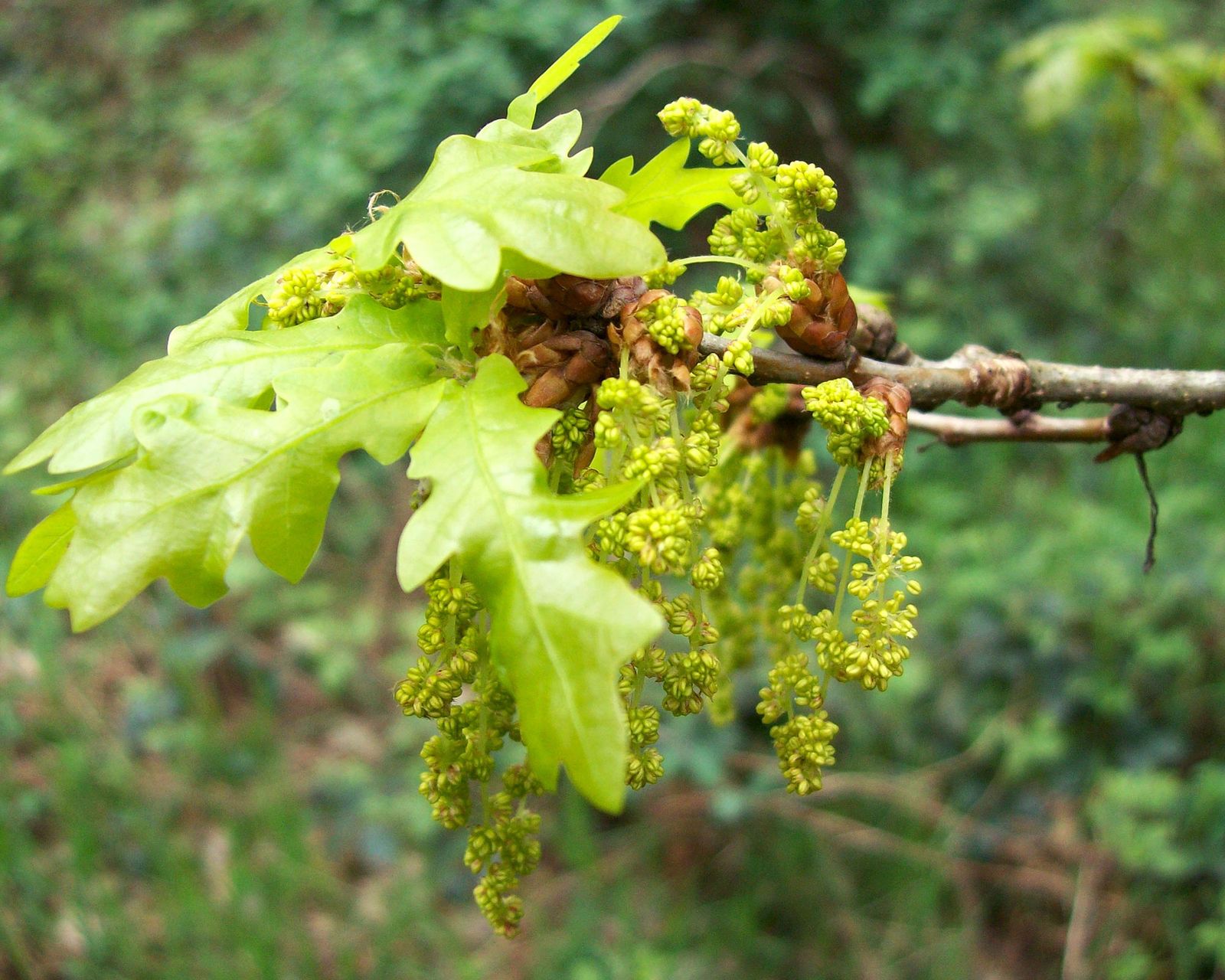 How to identify British trees – by leaf, fruit, shape, size, bark and ...