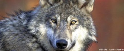 Top Predators Key to Ecosystem Survival, Study Shows | Live Science