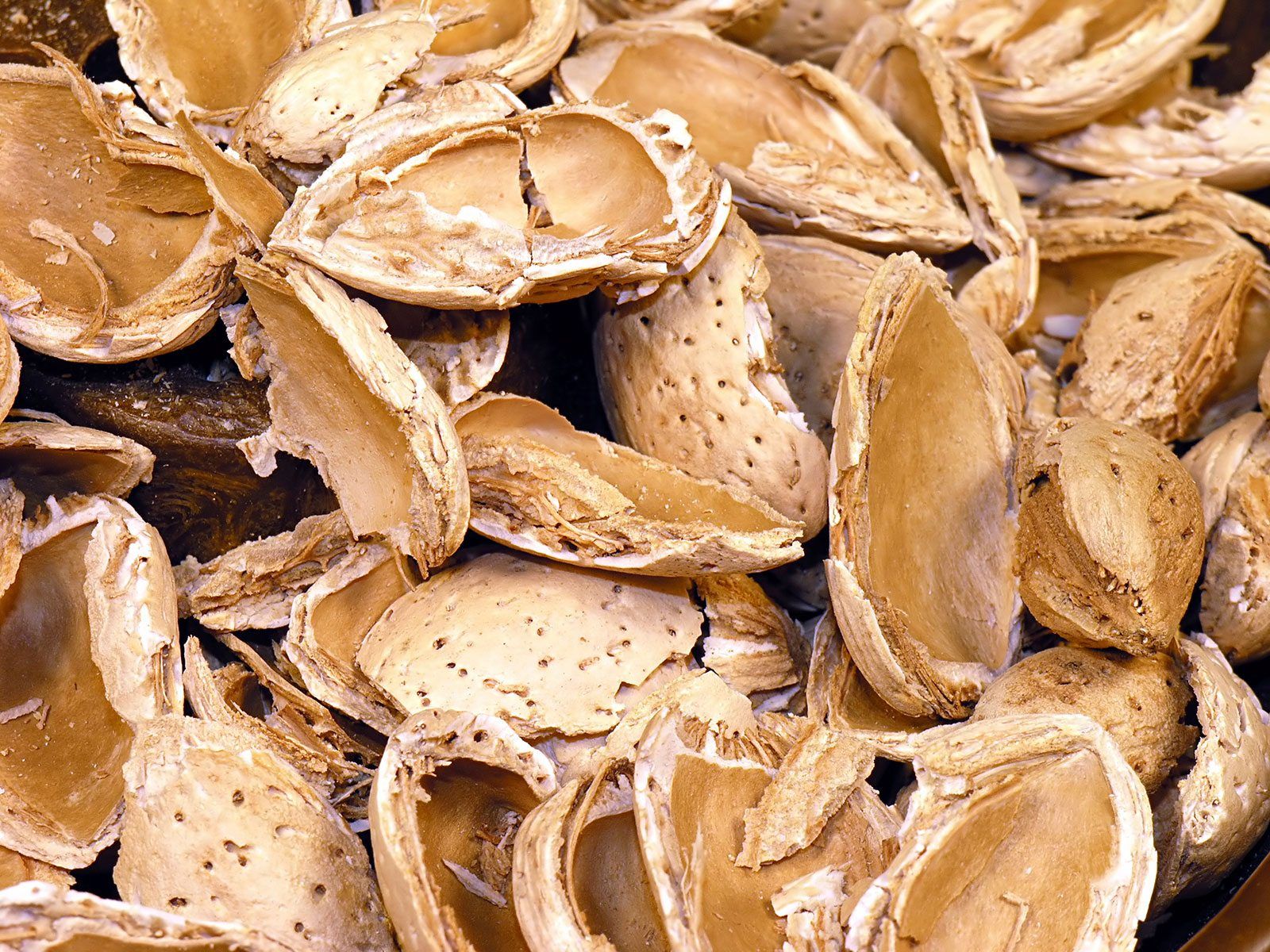 Types Of Nut Shell Mulch - Can You Use Nut Shells As Mulch In Gardens ...