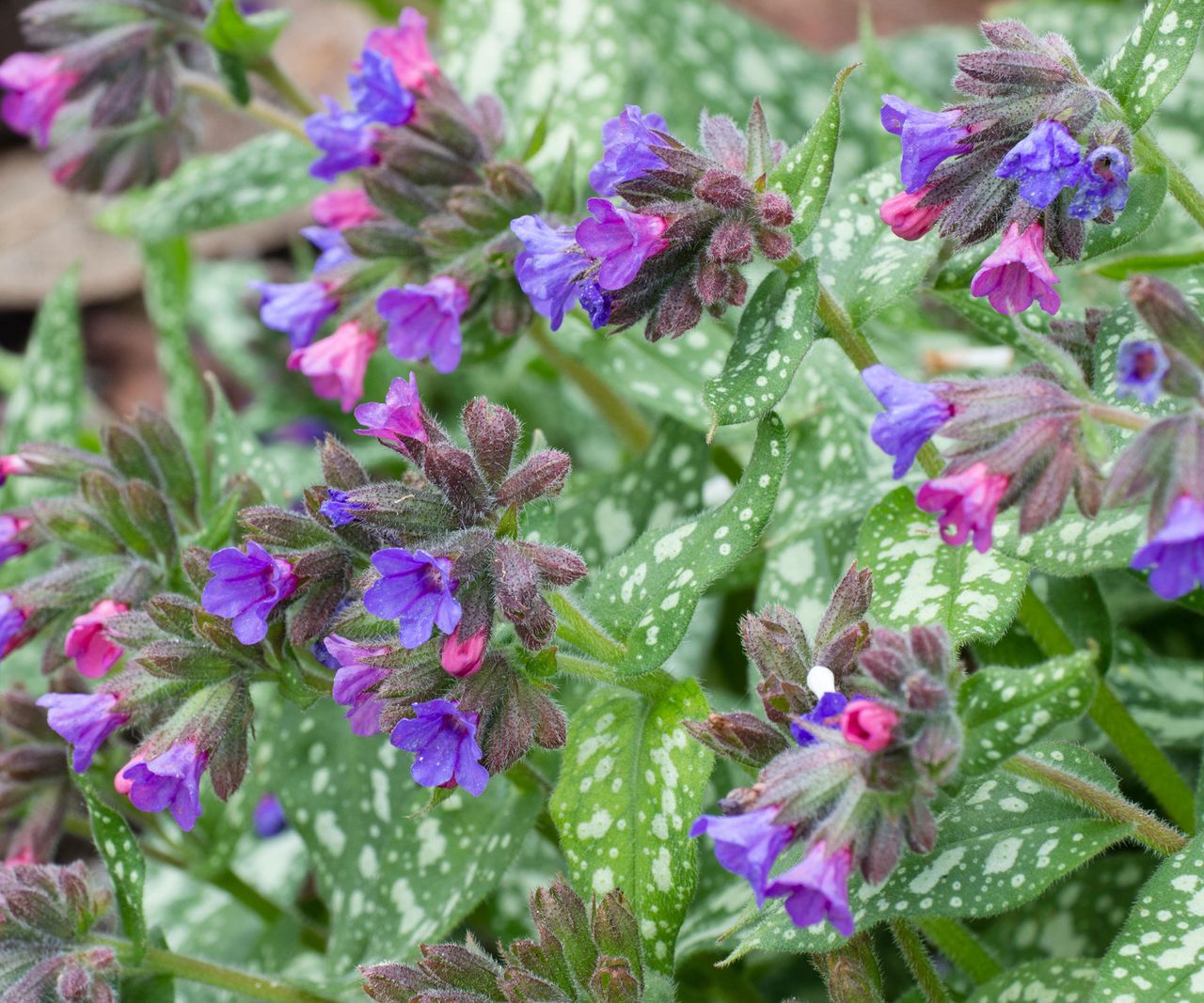 Spring flowers for pots: 12 options for seasonal containers | Homes and ...