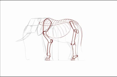 How to draw an elephant | Creative Bloq