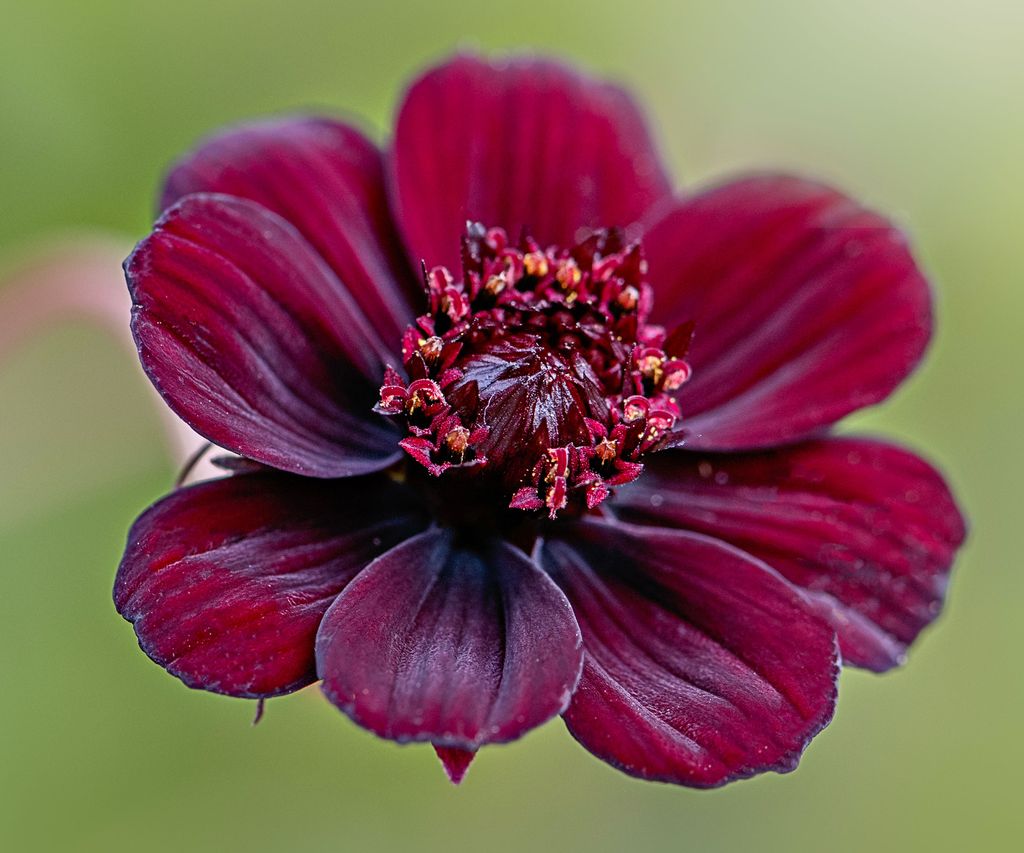 8 Moody Maroon Flowers To Grow In Your Garden | Gardening Know How