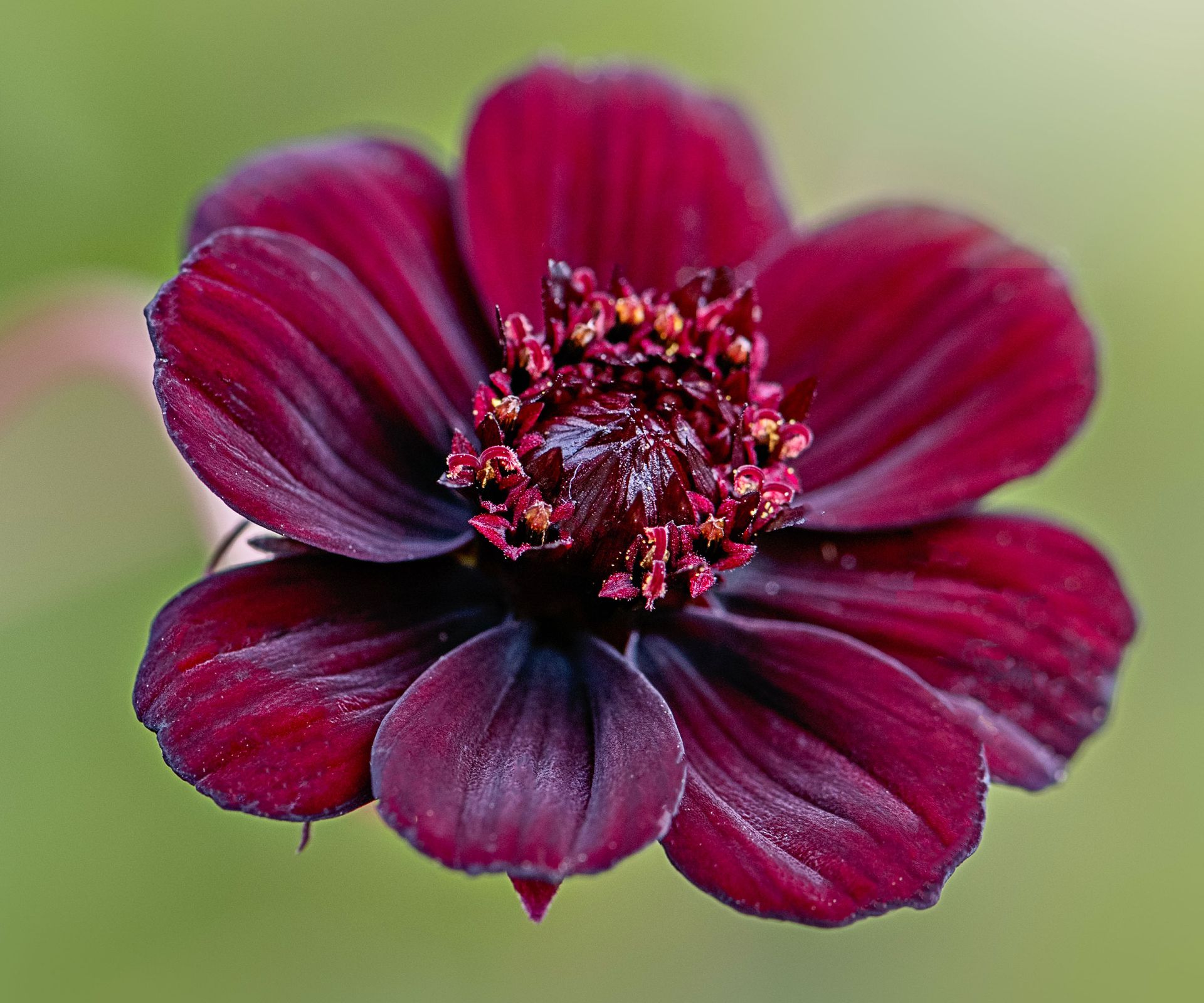8 Moody Maroon Flowers To Grow In Your Garden | Gardening Know How