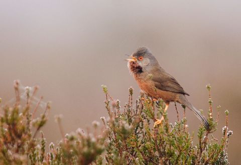 Springwatch 2024: air date, presenters, locations, interview | What to ...