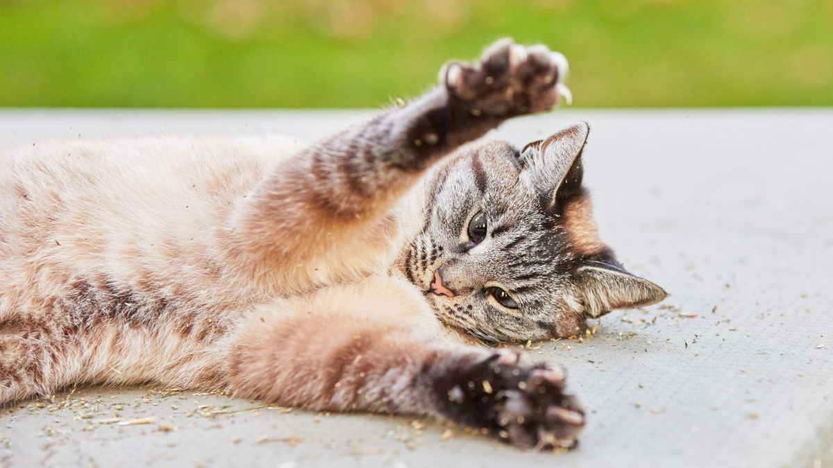 Does catnip get cats high? Our vet explains all | PetsRadar