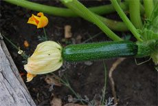 Growing Heirloom Veggies - Hubbard Winter Squash Plants | Gardening ...