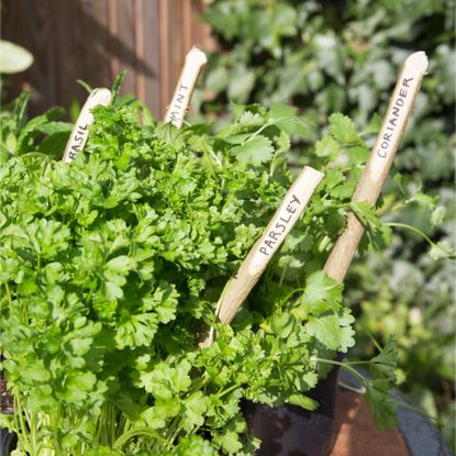 The 6 types of garden shade, from full sun to deep shade | Ideal Home