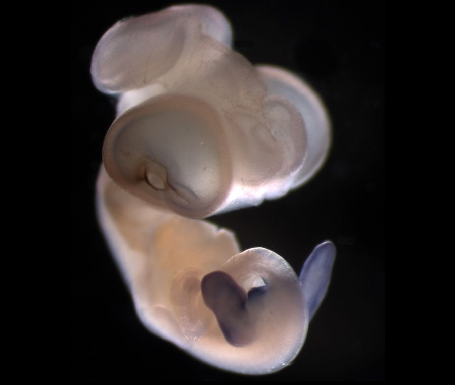 In Photos: How Snake Embryos Grow a Phallus | Live Science
