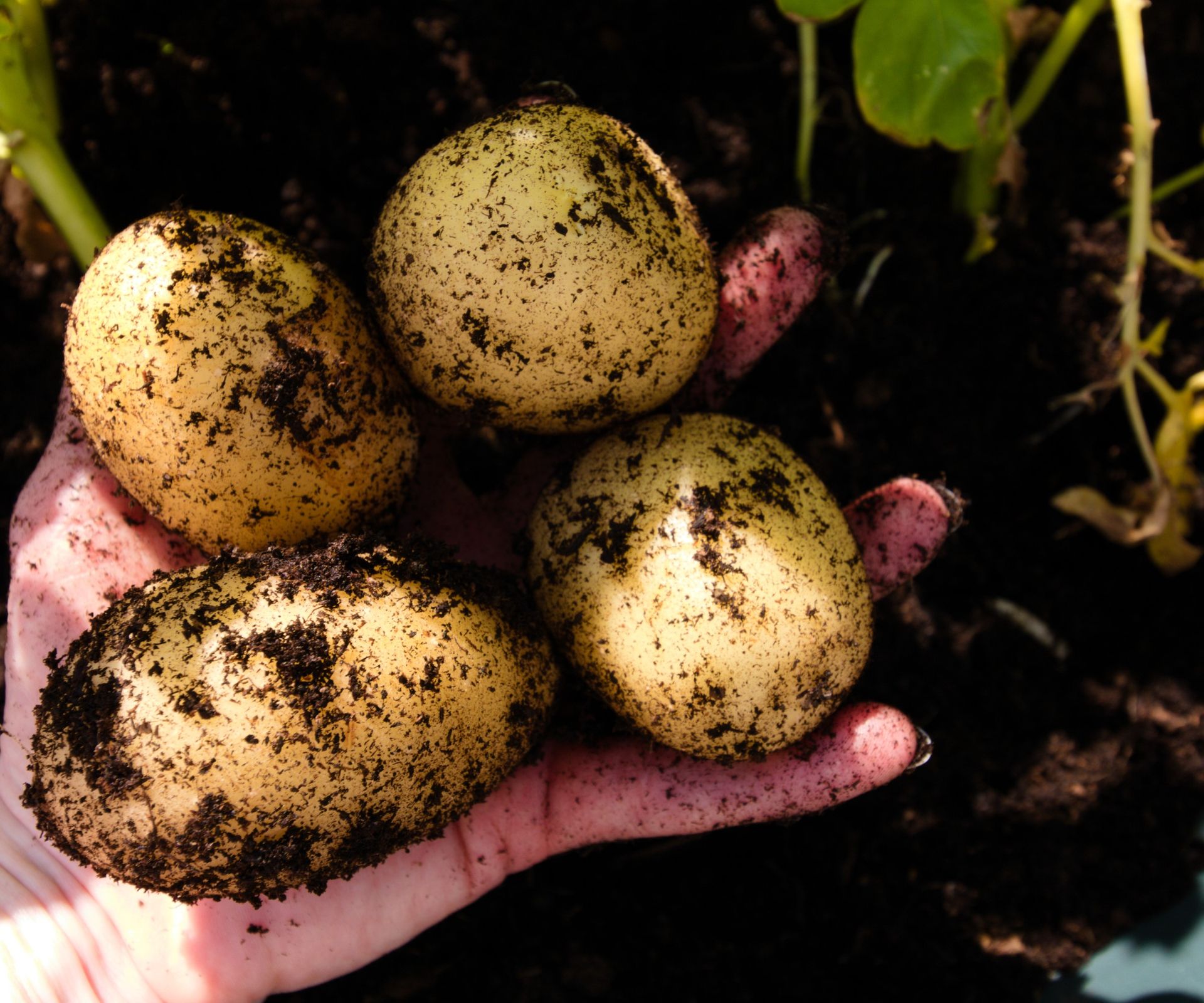 How to grow bigger potatoes - expert tips for large crops | Homes and ...