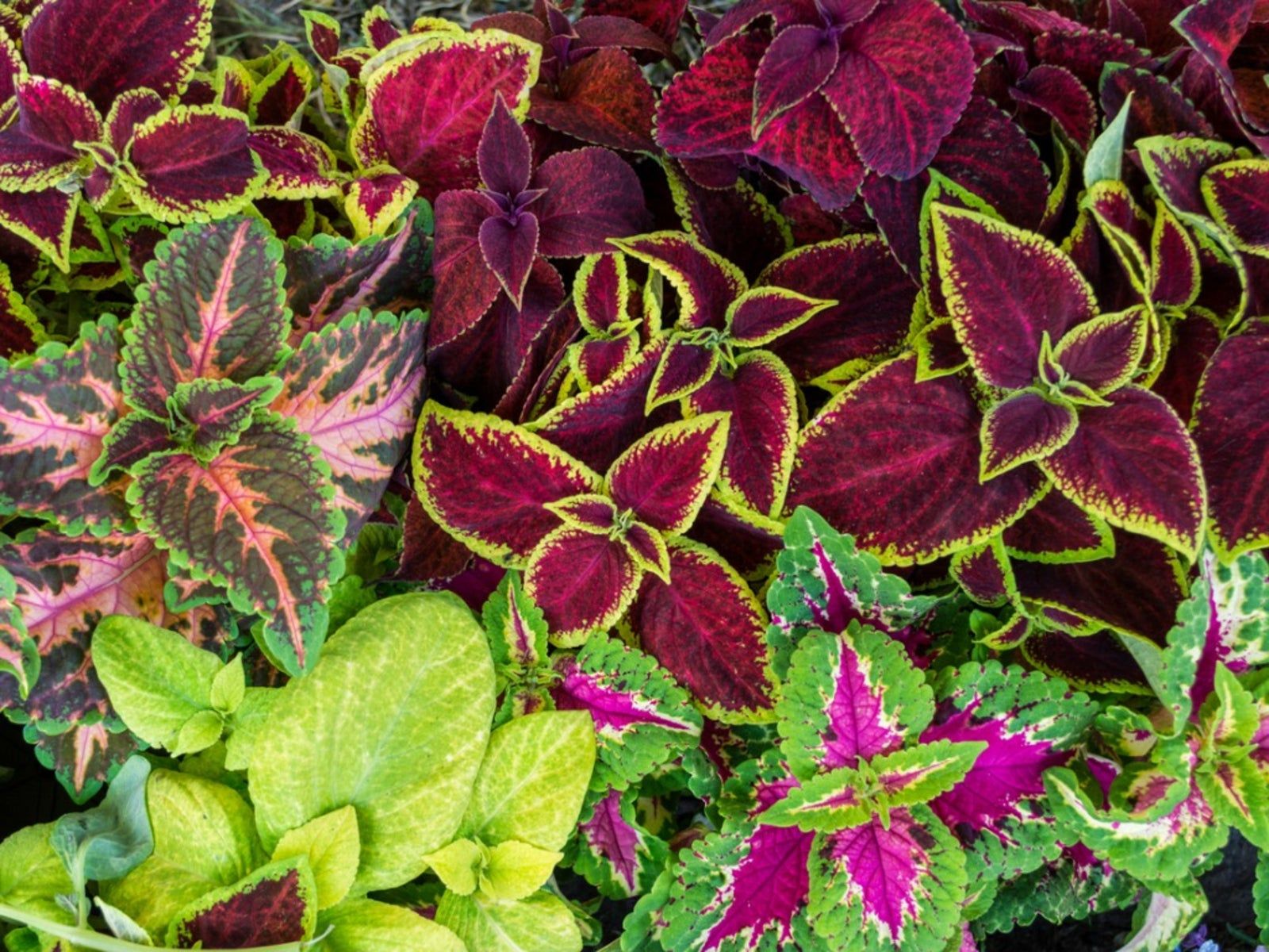 Coleus Propagation: How To Plant Coleus Seed Or How To Root Coleus ...