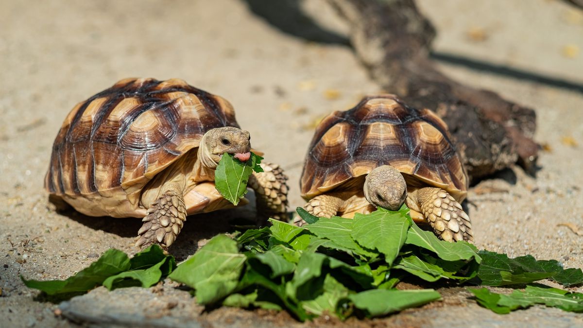 Check out these surprising things pet turtles can eat | PetsRadar