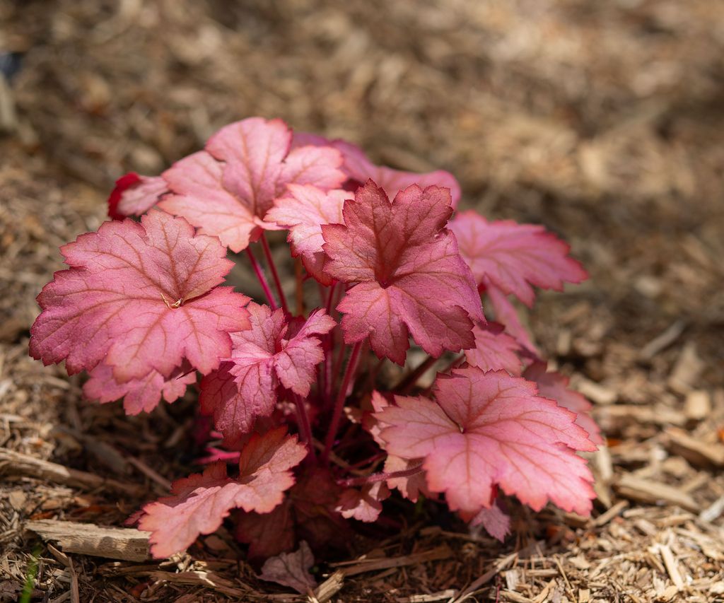 Heuchera care and growing guide: expert tips for coral bells | Homes ...
