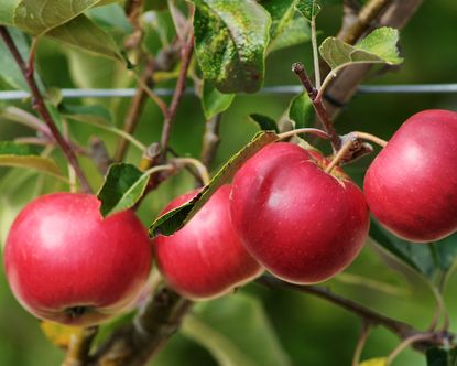 Best fruit trees: 24 varieties for tasty homegrown crops | Gardeningetc