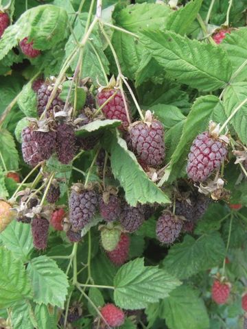 How to grow loganberries for bumper crops of berries | Homes and Gardens