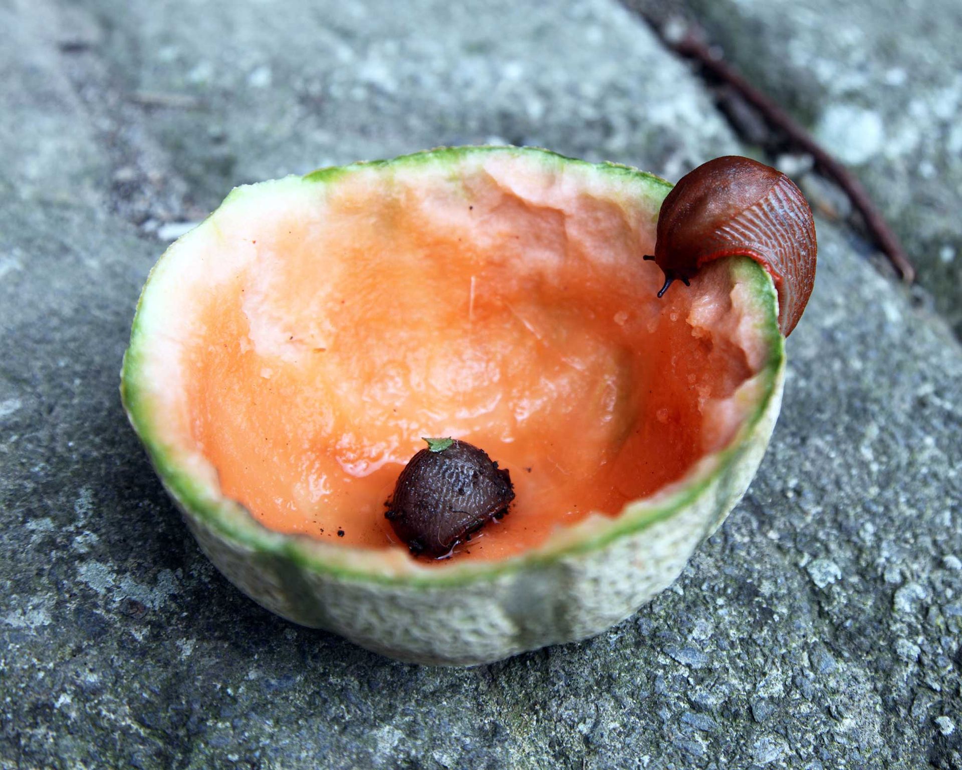How to get rid of slugs: 13 natural ways to remove them from the garden ...