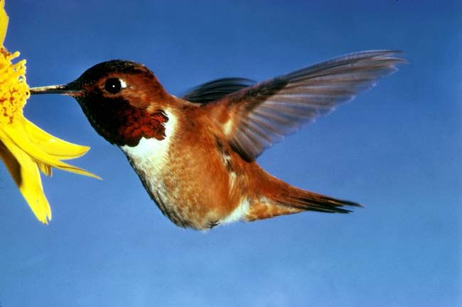 How Hummingbirds Hover | Live Science