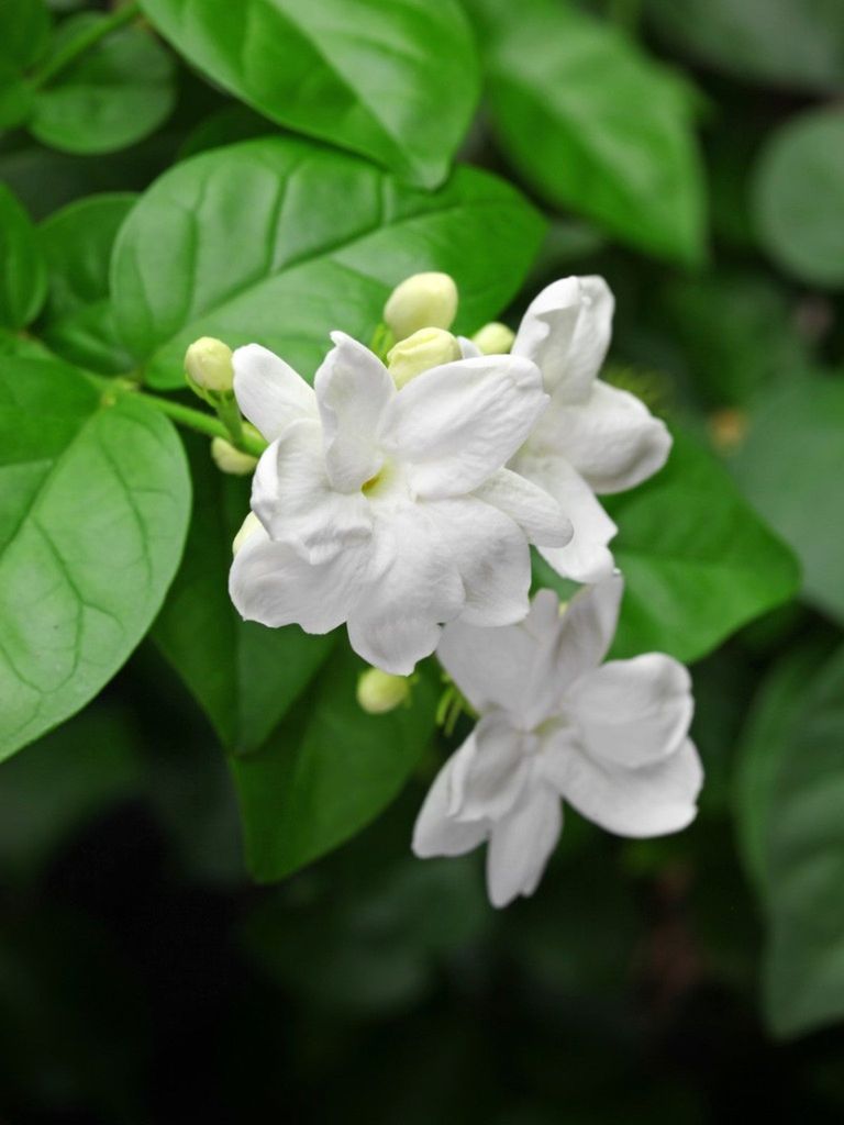 Arabian Jasmine Flower: Growing Arabian Jasmine Outdoors | Gardening ...