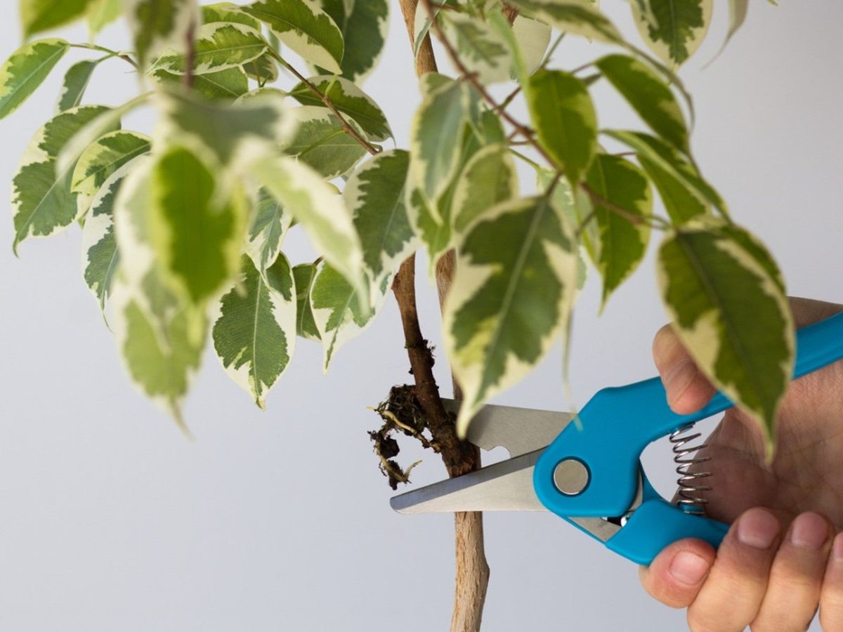 How To Propagate Weeping Fig Tree - Ficus Benjamina Propagation Tips ...