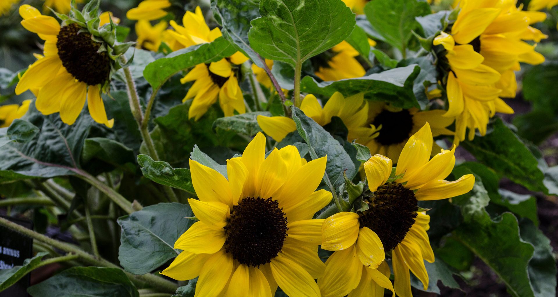 How to grow sunflowers – a step-by-step guide | Homes and Gardens